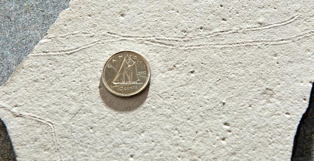 Oldest Known Primitive Animal Discovered in Uruguay | Paleontology ...