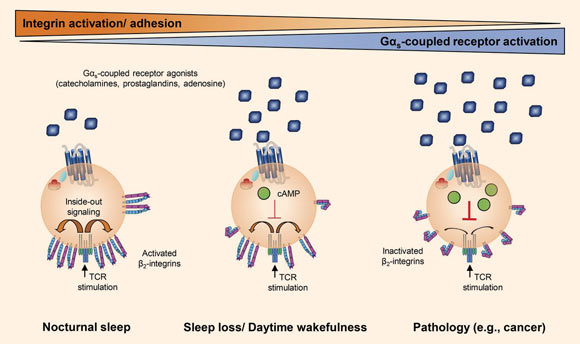Study: Sleep Improves Ability of Human Immune Cells to Bind to Their ...